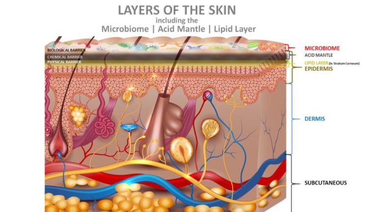 Your BFF You Never Knew You Had: The Acid Mantle - Marmur Medical
